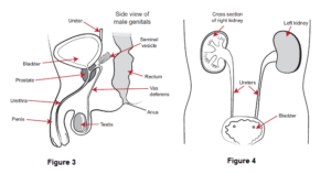 Intermittent Catheter (for ISC) - Wellead Medical